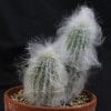 Cephalocereus senilis - Cactus Viejito cuidados - Jardín de Suculentas