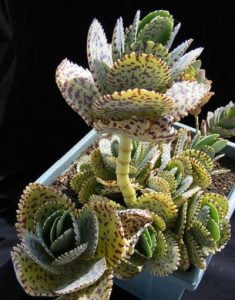 Kalanchoe marmorata cuidados y características - Jardín de Suculentas