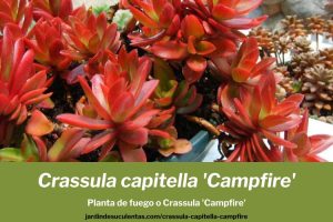 Crassula capitella Campfire: cuidados y consejos de cultivo